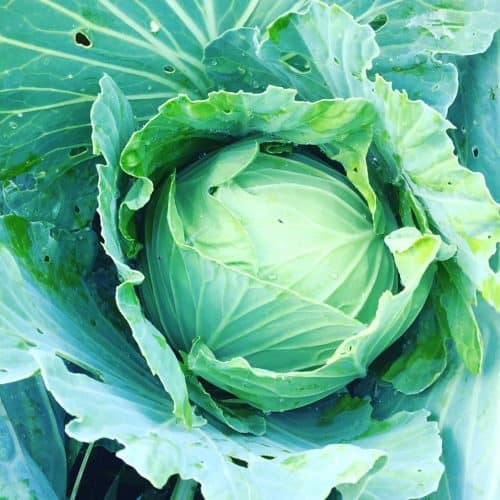 Step-by-Step Guide: Freeze Fresh Cabbage Heads » Homesteading Where You Are