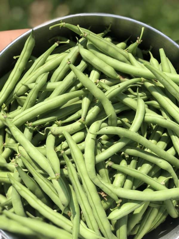 Growing Green Beans: Your Ultimate Guide » Homesteading Where You Are