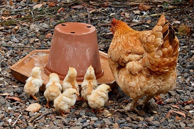 11 Best Broody Hen Breeds for a Sustainable Flock