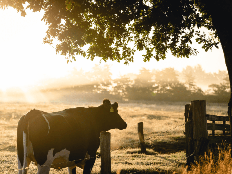 8 Most Profitable Farm Animals to Raise on Your Homestead