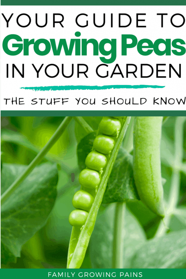 Growing Peas: Everything You Need to Know » Homesteading Where You Are