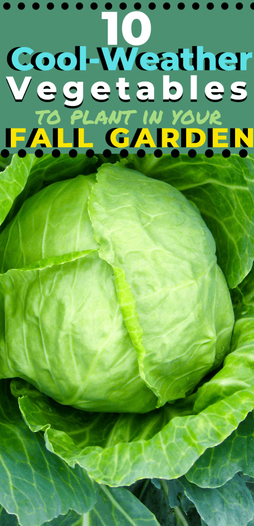 20 Cool-Weather Vegetables for Your Fall Garden » Homesteading Where ...