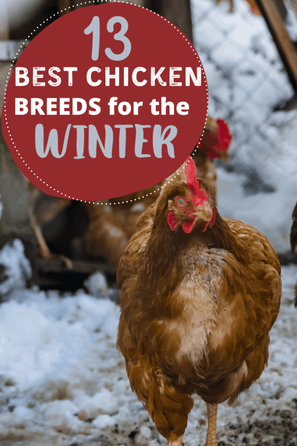 13 Best Cold Weather Chicken Breeds for Your Flock