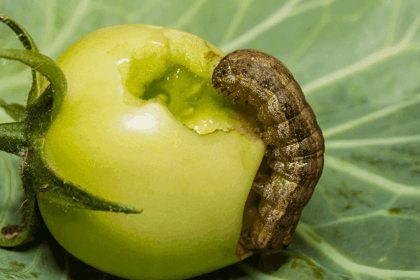 Warning! Here is Why You Have Holes in Tomatoes