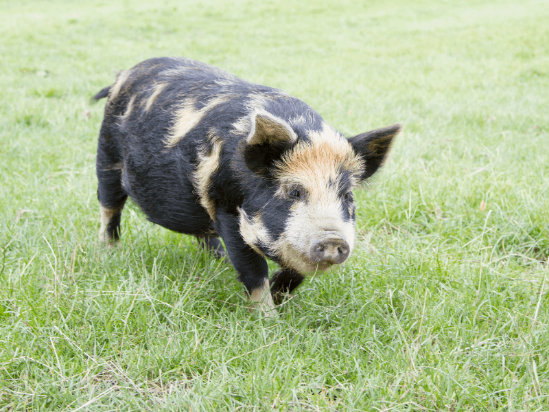 10 Best Farm Animals for Self-Sufficiency You Need to Raise