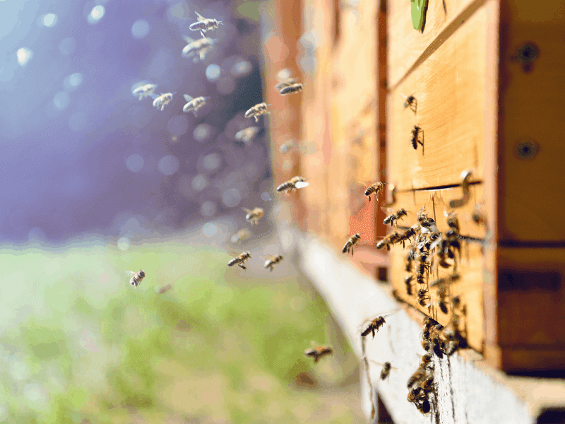 10 Best Farm Animals for Self-Sufficiency You Need to Raise