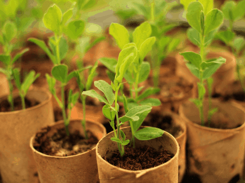 11 Natural Nitrogen Sources All Gardeners Need to Know