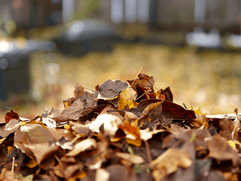 11 Natural Nitrogen Sources All Gardeners Need to Know