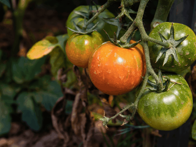 8 Reasons Your Tomatoes Aren't Ripening and How to Ripen Them