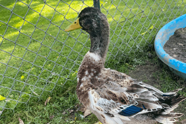 17 Healthy Treats for Ducks Your Flock Will Love