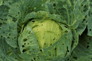 14 Organic Ways to Get Rid of Cabbage Worms » Homesteading Where You Are
