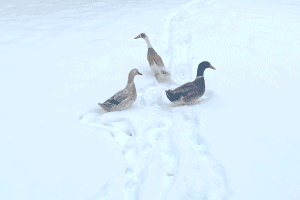Raising Ducks in the Winter: Everything You Need to Know