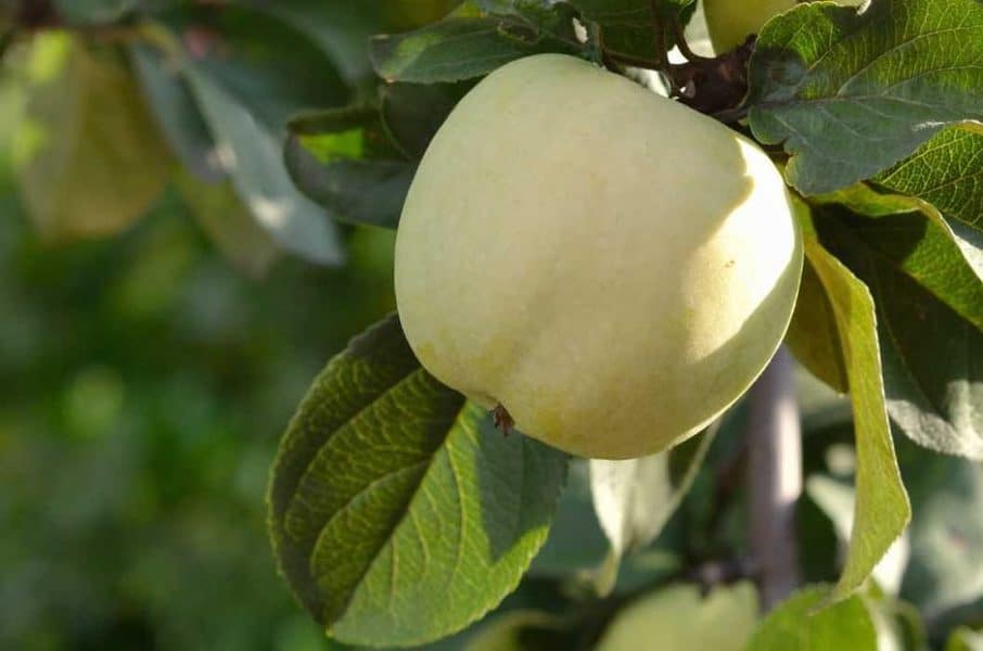 23 Early Apple Varieties for Your Backyard Orchard