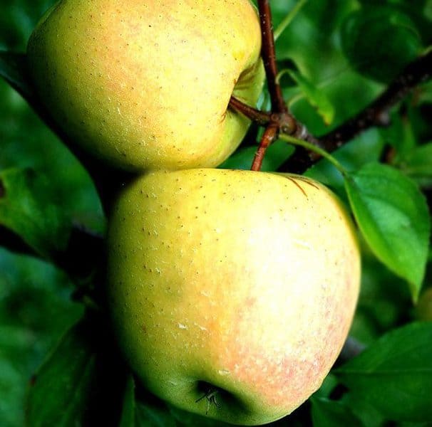 23 Early Apple Varieties for Your Backyard Orchard