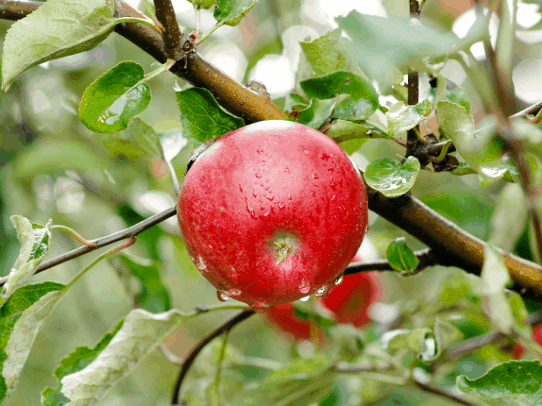 23 Early Apple Varieties for Your Backyard Orchard