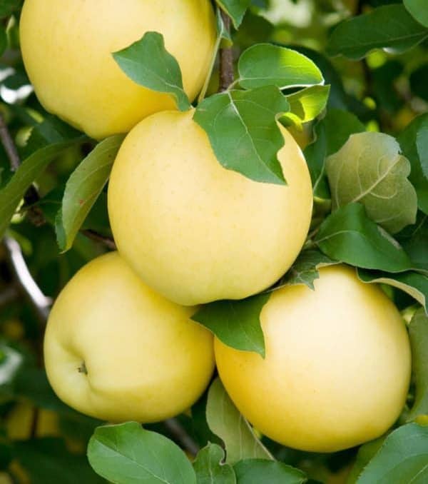 23 Early Apple Varieties for Your Backyard Orchard