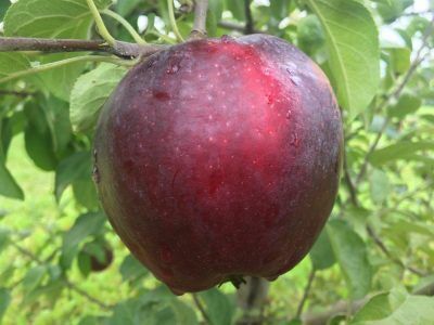23 Early Apple Varieties for Your Backyard Orchard