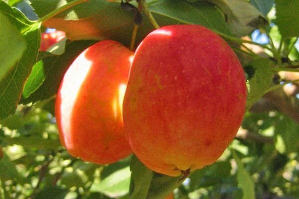 23 Early Apple Varieties for Your Backyard Orchard
