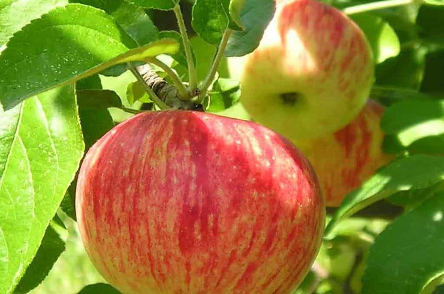 23 Early Apple Varieties for Your Backyard Orchard