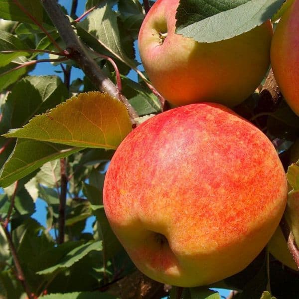 23 Early Apple Varieties for Your Backyard Orchard