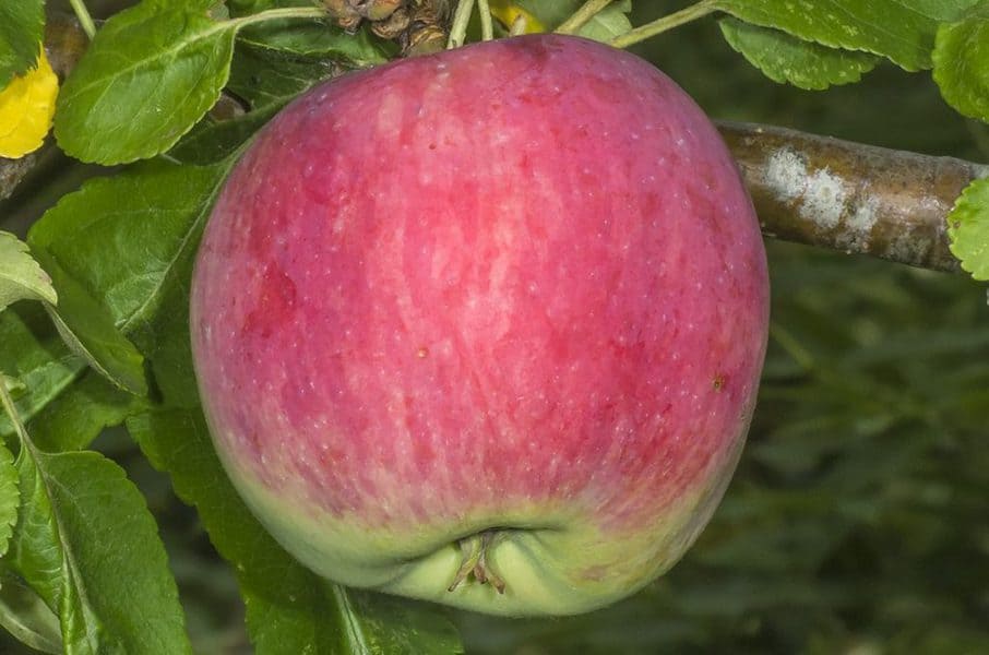 23 Early Apple Varieties for Your Backyard Orchard