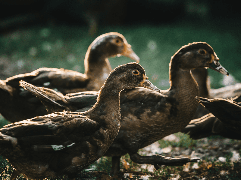 How Long Do Ducks Live? » Homesteading Where You Are