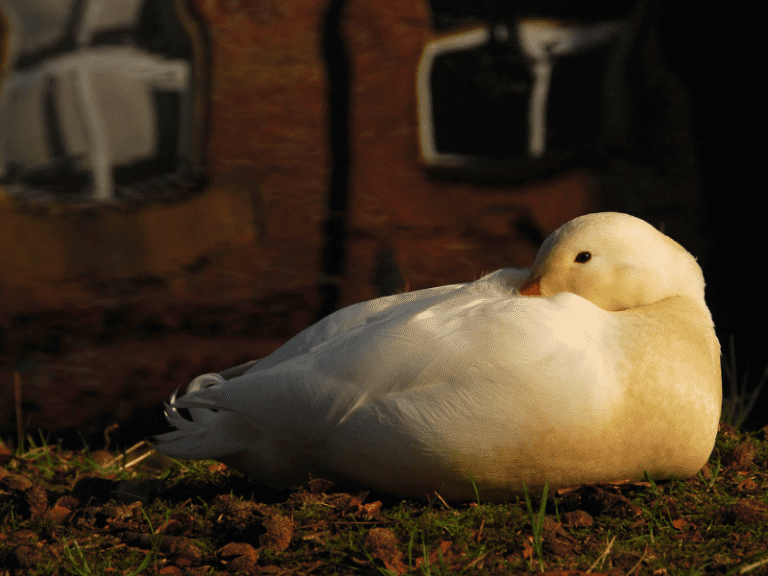 How Long Do Ducks Live? » Homesteading Where You Are