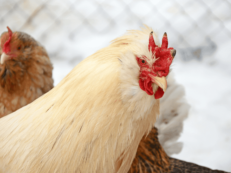 Dealing with Frostbite on Chickens: What You Need to Know ...