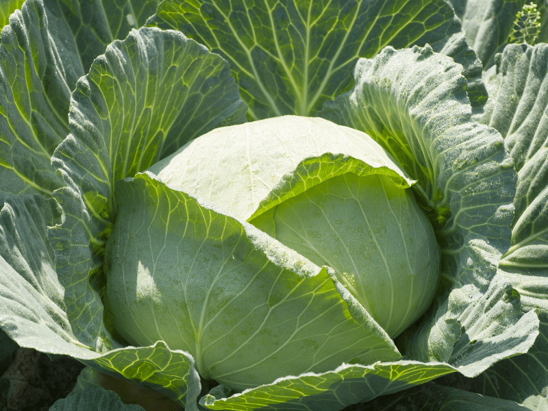 6 Best Fertilizer for Cabbage: The Key to Huge Heads!