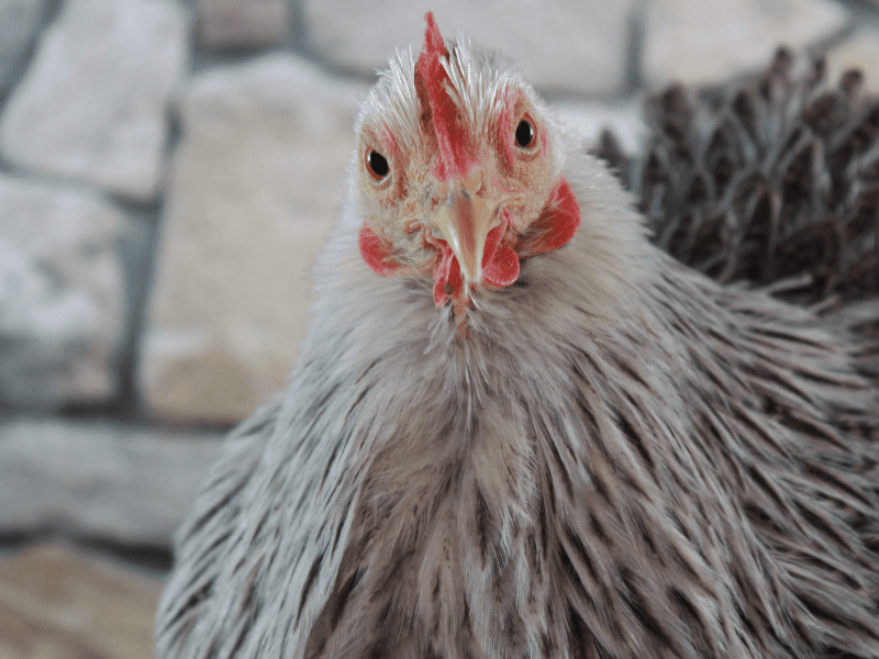 8 Most Profitable Farm Animals to Raise on Your Homestead