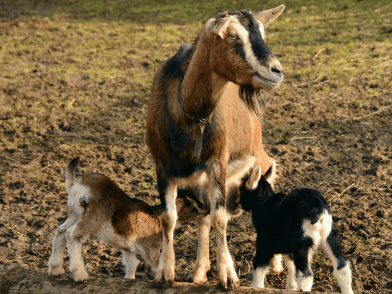 8 Most Profitable Farm Animals to Raise on Your Homestead