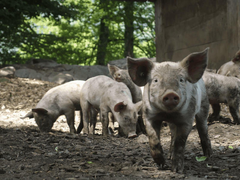 8 Most Profitable Farm Animals to Raise on Your Homestead