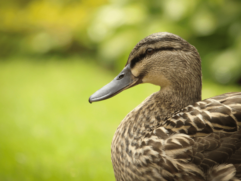 12 Best Homestead Duck Breeds You Need to Raise