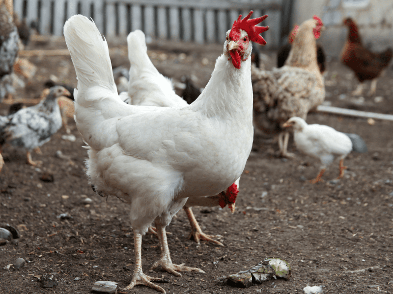 11 Best Meat Chicken Breeds for Your Homestead