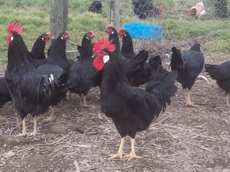 9 Chickens That Lay White Eggs for Your Homestead