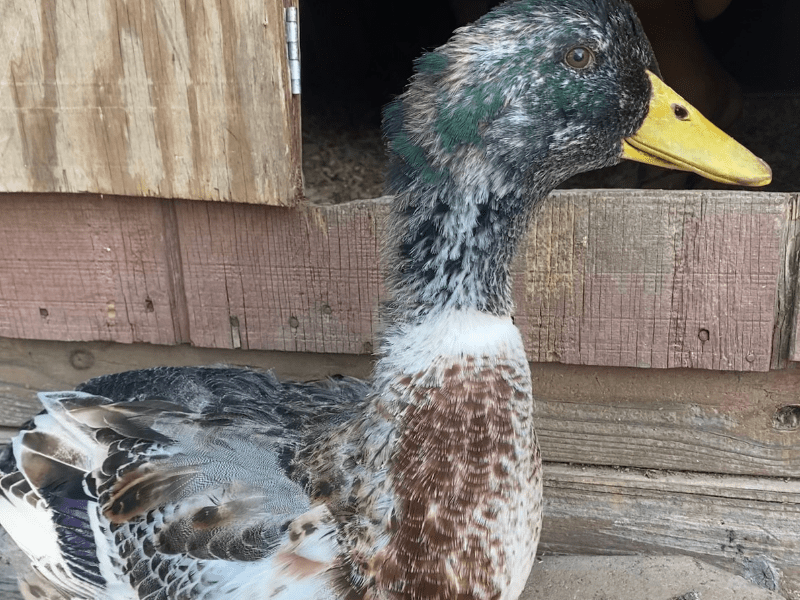 The True Cost of Raising Ducks on The Homestead