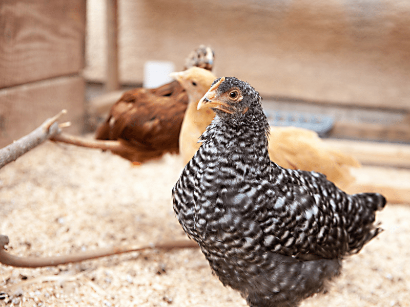 12 Genius Ways to Make Money with Chickens