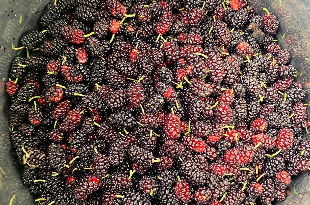 21 Delicious Mulberry Recipes You Need to Try