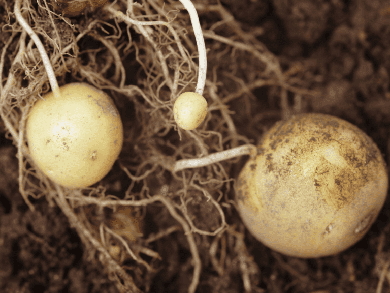 8 Best Fertilizer for Potatoes for Bigger & Better Harvests