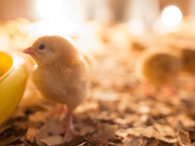 Buy Chickens Online: 16 Best Hatcheries to Order Chicks