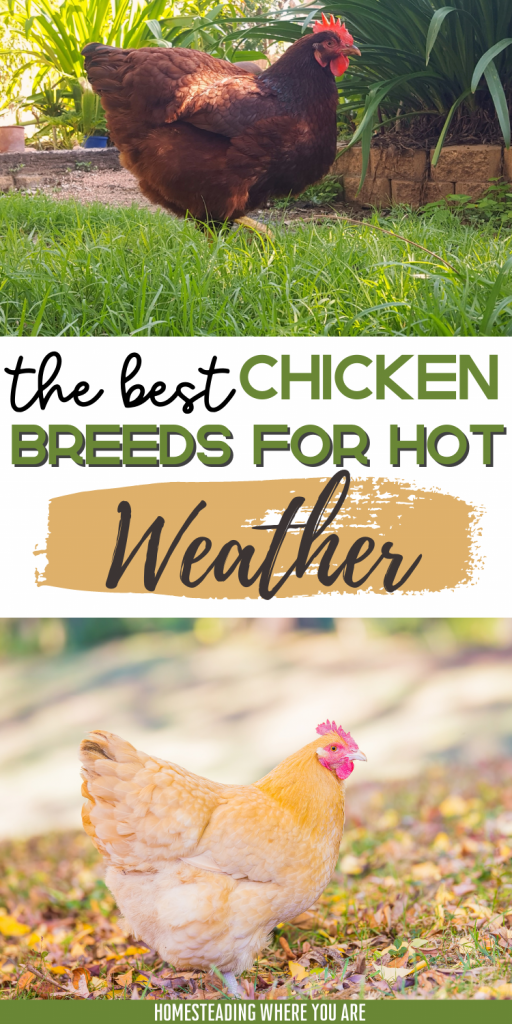 The 11 Best Chicken Breeds for Hot Weather