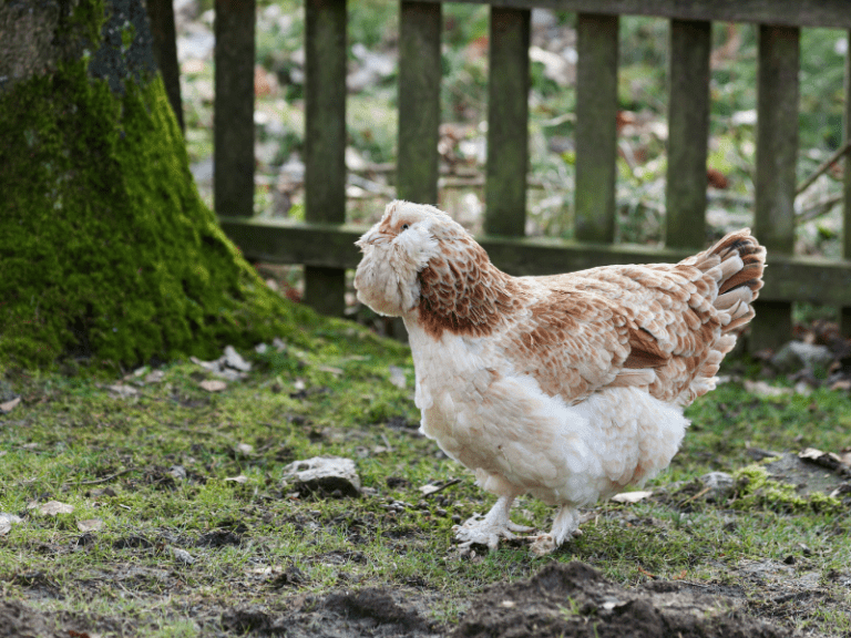 11 Chickens That Lay Pink Eggs You'll Love