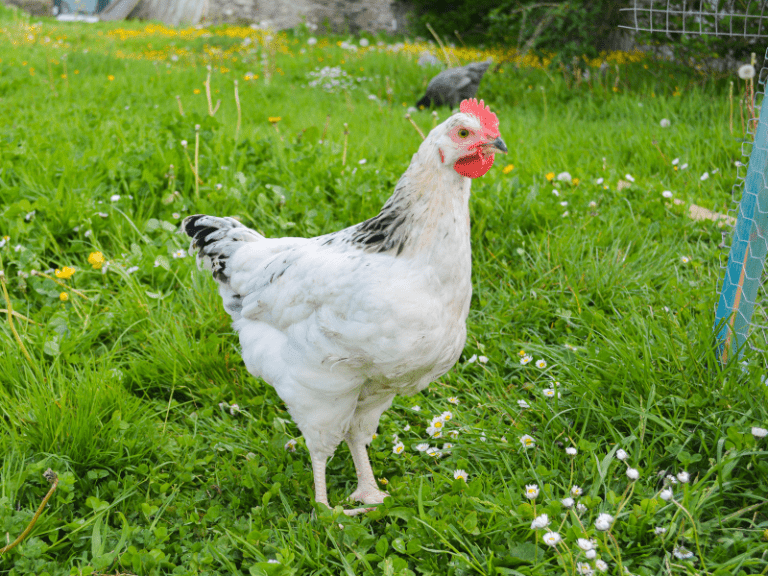 11 Chickens That Lay Pink Eggs You'll Love