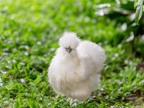 11 Chickens That Lay Pink Eggs You'll Love