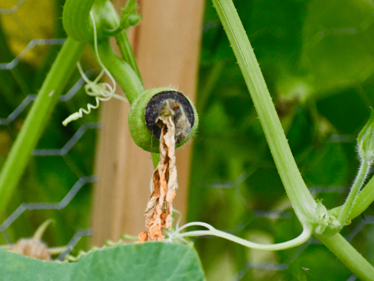 How to Fix Blossom End Rot: 7 Tricks to Try