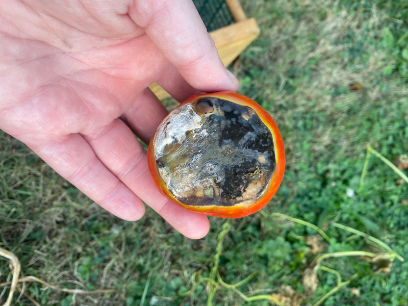 How to Fix Blossom End Rot: 7 Tricks to Try