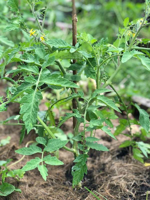 How to Make Tomato Plants Grow Faster: 12 Useful Tips