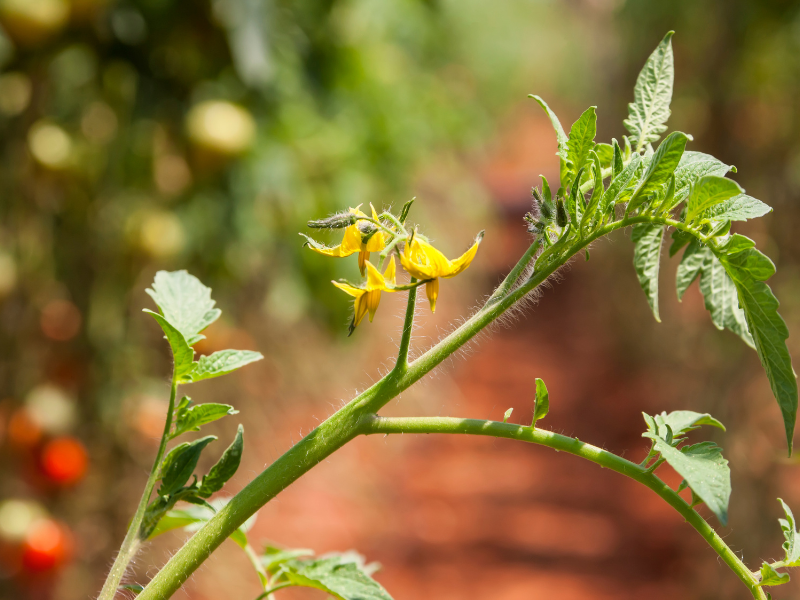 Tomatoes Flowering But No Fruit: 8 Causes & How to Fix It