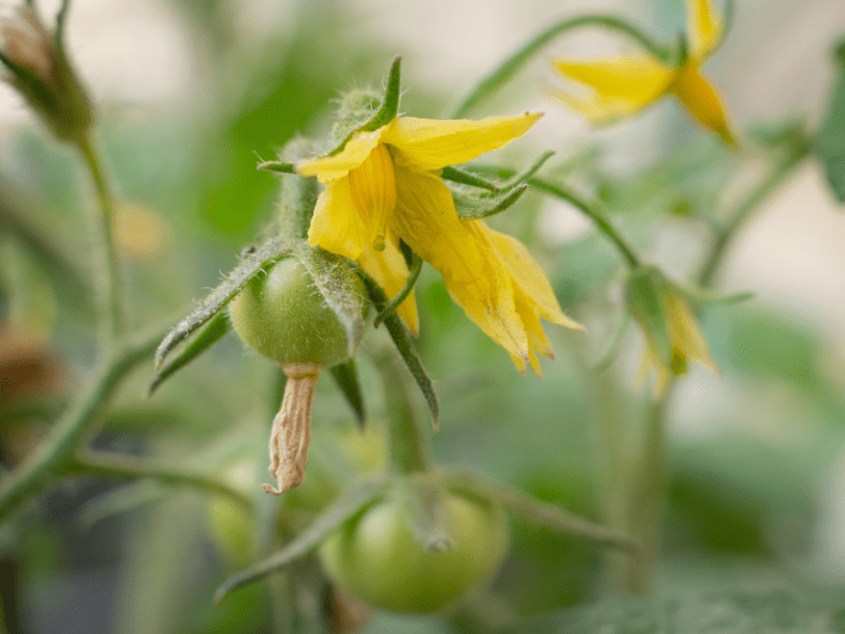 Tomatoes Flowering But No Fruit: 8 Causes & How to Fix It