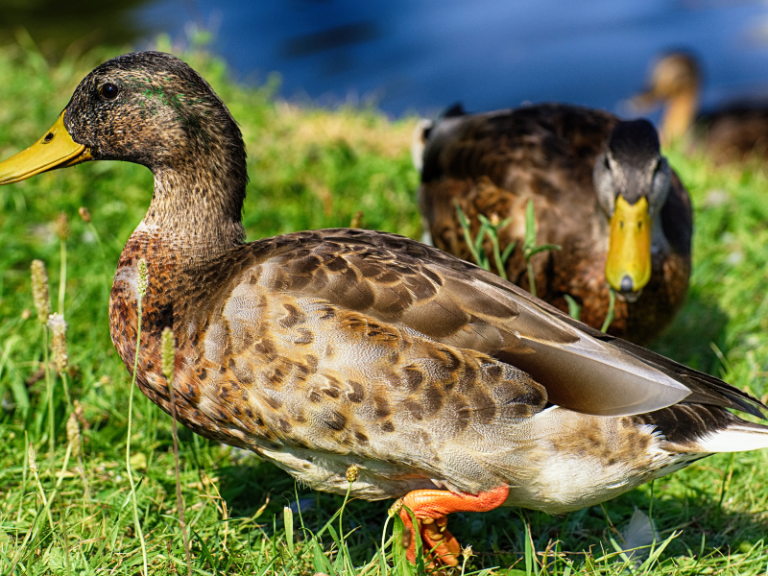 14 Best Backyard Duck Breeds You'll Love